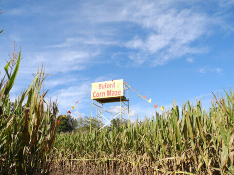 Rules and Guidelines for a Safe Visit - Buford Corn Maze